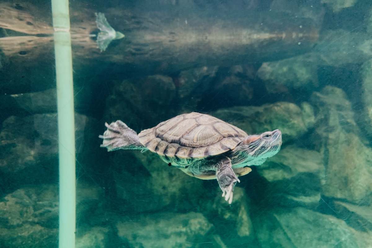 What is the Best Turtle to Have as a Pet in Australia?