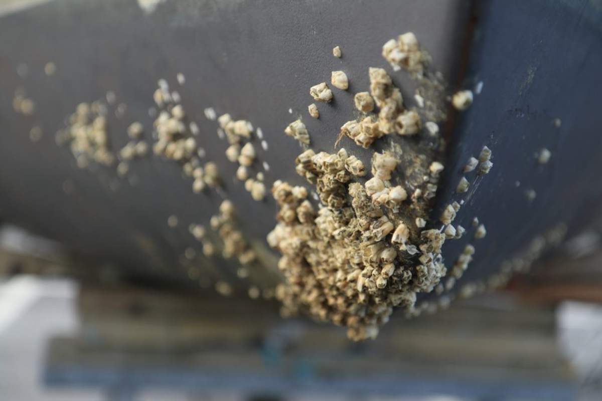 What Are Barnacles? Should I Remove Barnacles from My Boat?
